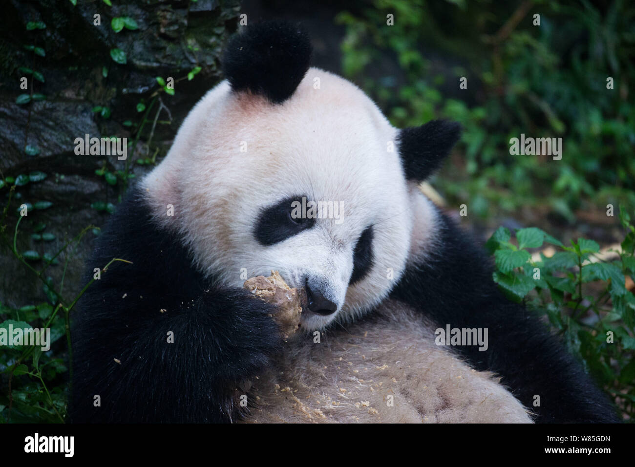 A Giant panda eats mooncake-shaped fodder in Hangzhou zoo in Hangzhou ...