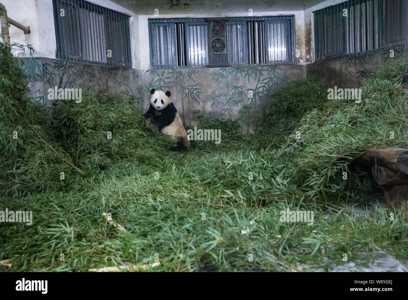 Giant panda Shuanghao eats bamboo in the panda hall at Hangzhou Zoo in ...