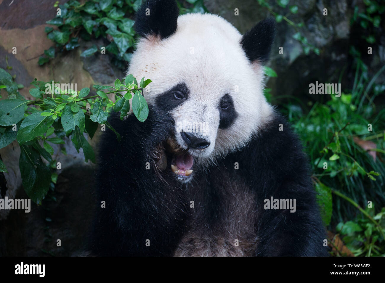 A Giant panda eats mooncake-shaped fodder in Hangzhou zoo in Hangzhou ...