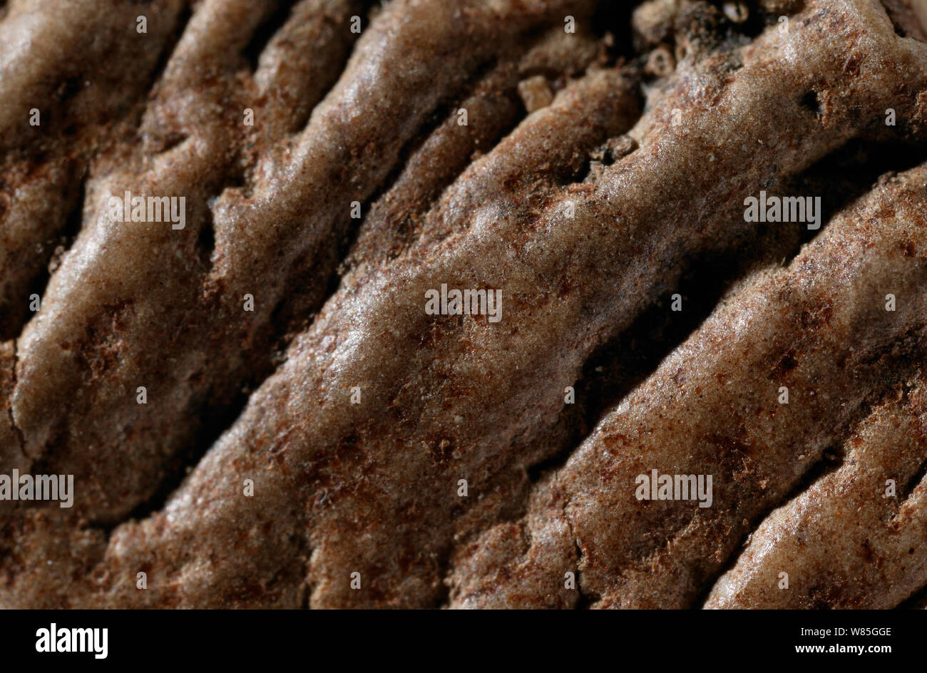 Brazilnut bertholletia excelsa hi-res stock photography and images - Alamy