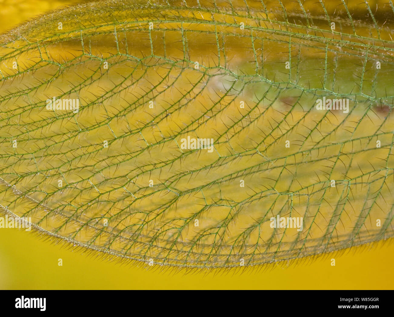 Insect wing veins hi-res stock photography and images - Alamy