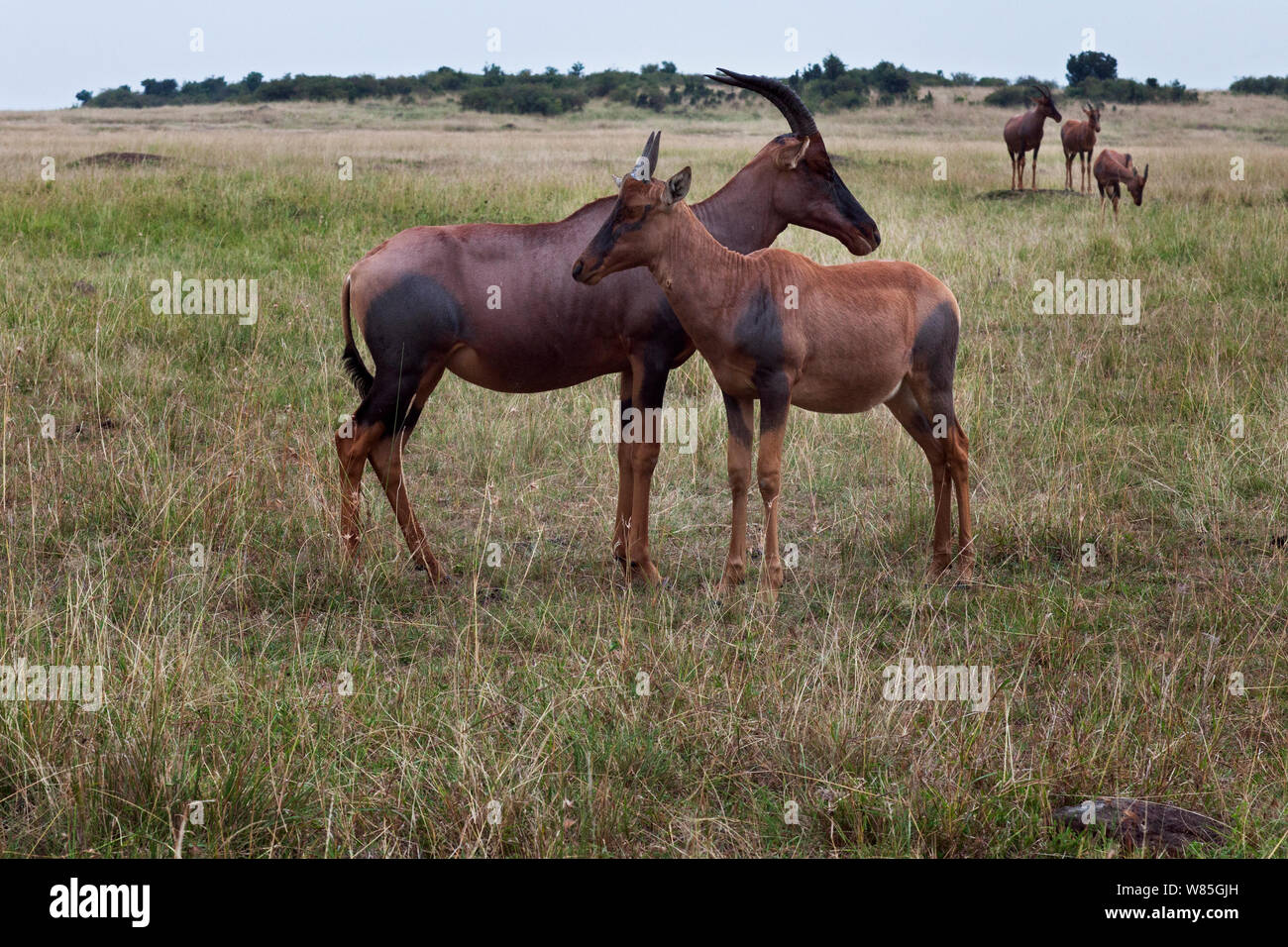 Damaliscus tiang hi-res stock photography and images - Alamy