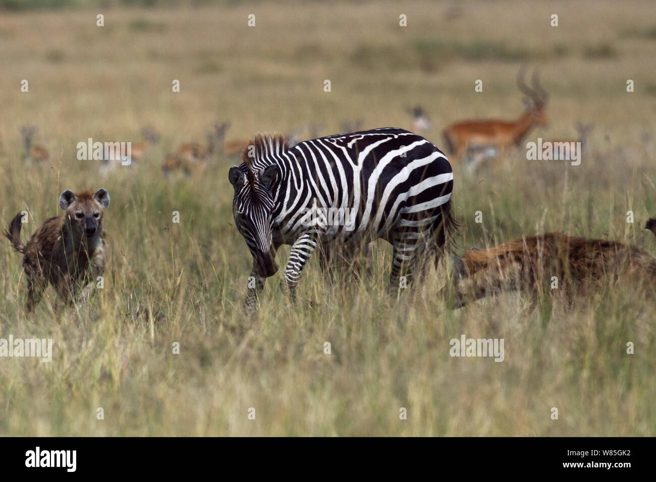 Common or Plains zebra (Equus quagga burchellii) male lame from an ...