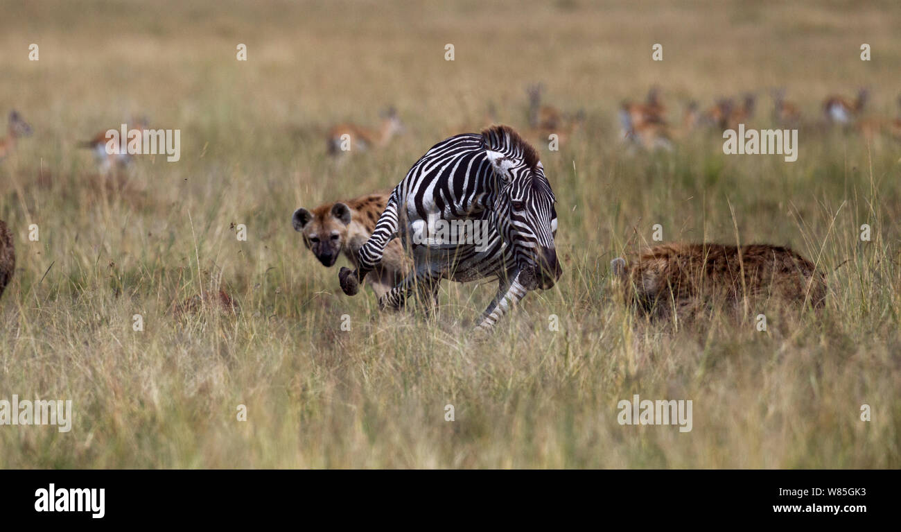 Common or Plains zebra (Equus quagga burchellii) male lame from an ...