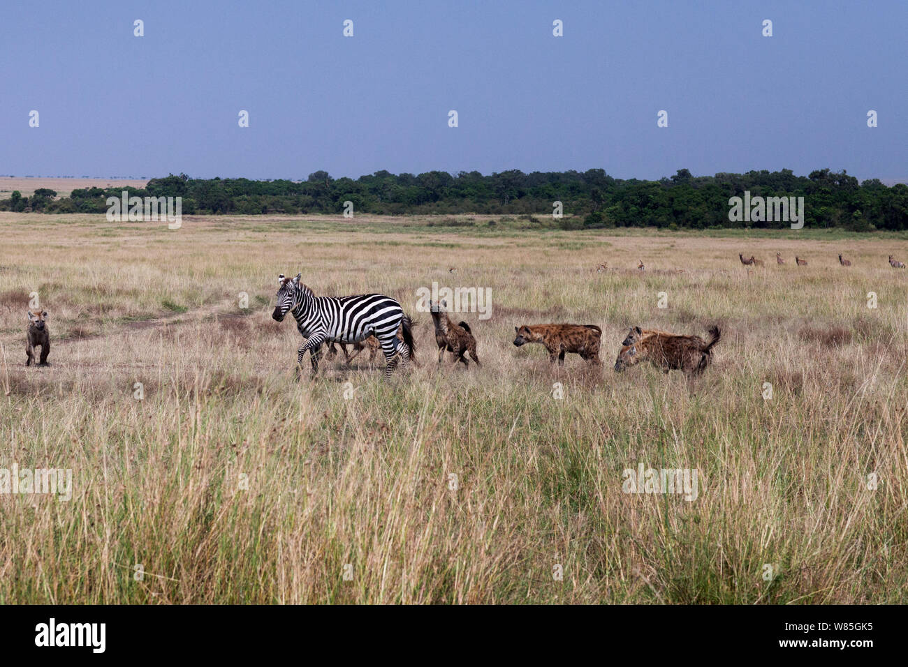 Common or Plains zebra (Equus quagga burchellii) male lame from an ...