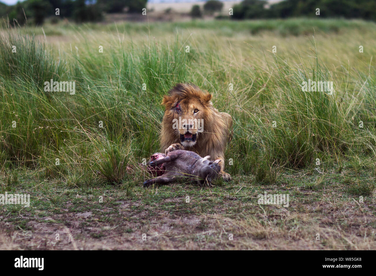 Lion (Panthera leo) male with eye injury defending a warthog kill ...