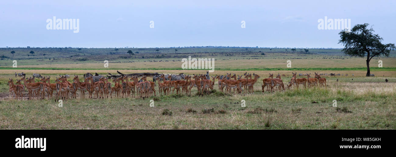 Zebra and impala hi-res stock photography and images - Alamy