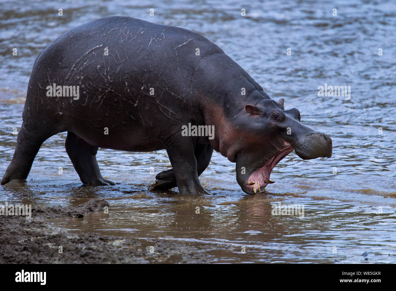 Hippopotamus (Hippopotamus amphibius) making an aggressive gesture ...