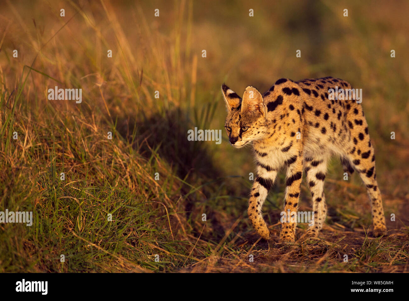 Serval (Leptailurus serval) male walking along a track. Maasai Mara ...