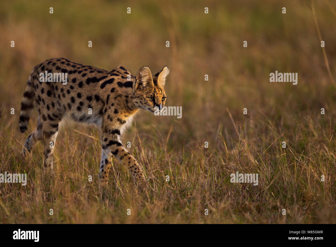 Walking serval hi-res stock photography and images - Alamy