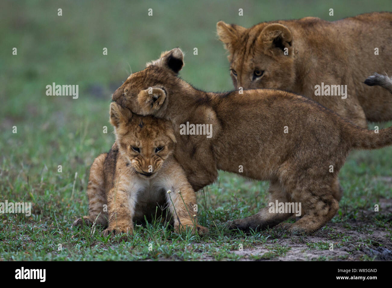Lion (Panthera leo) cubs aged about 3 months playing. Maasai Mara ...