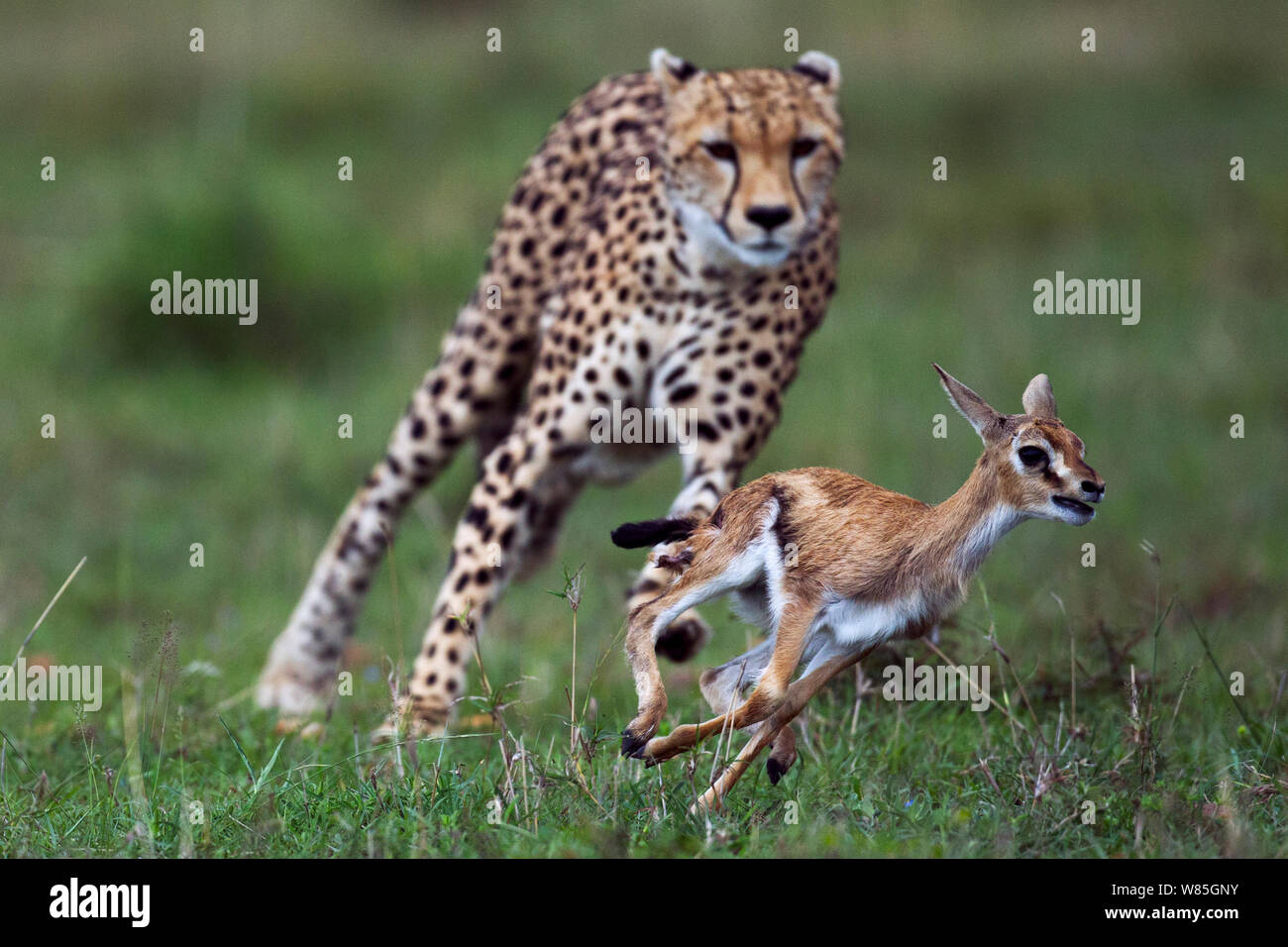 Cheetah (Acinonyx jubatus) cub aged around one year about to bring down ...