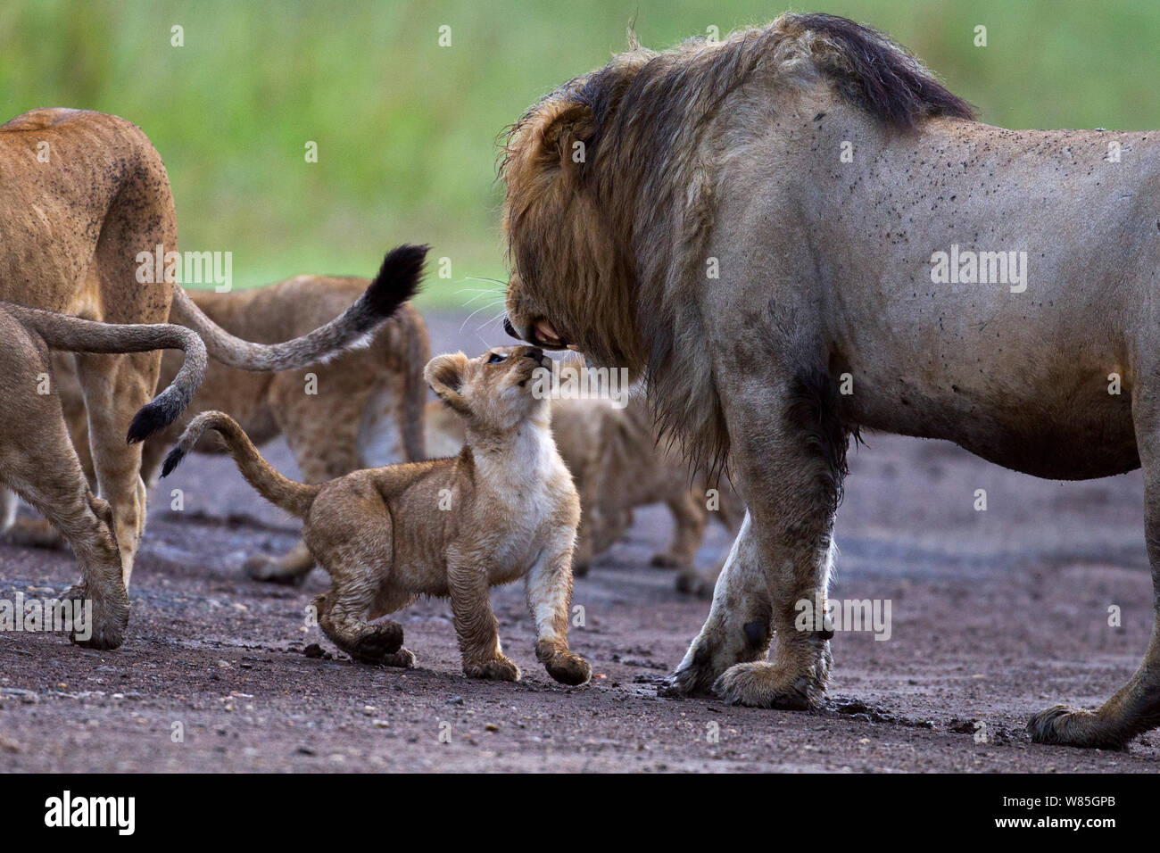 Male lion growling hi-res stock photography and images - Alamy