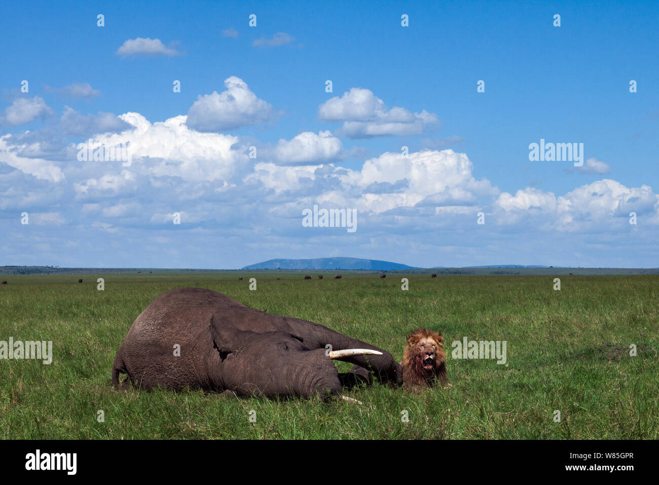 Dead elephant hi-res stock photography and images - Alamy
