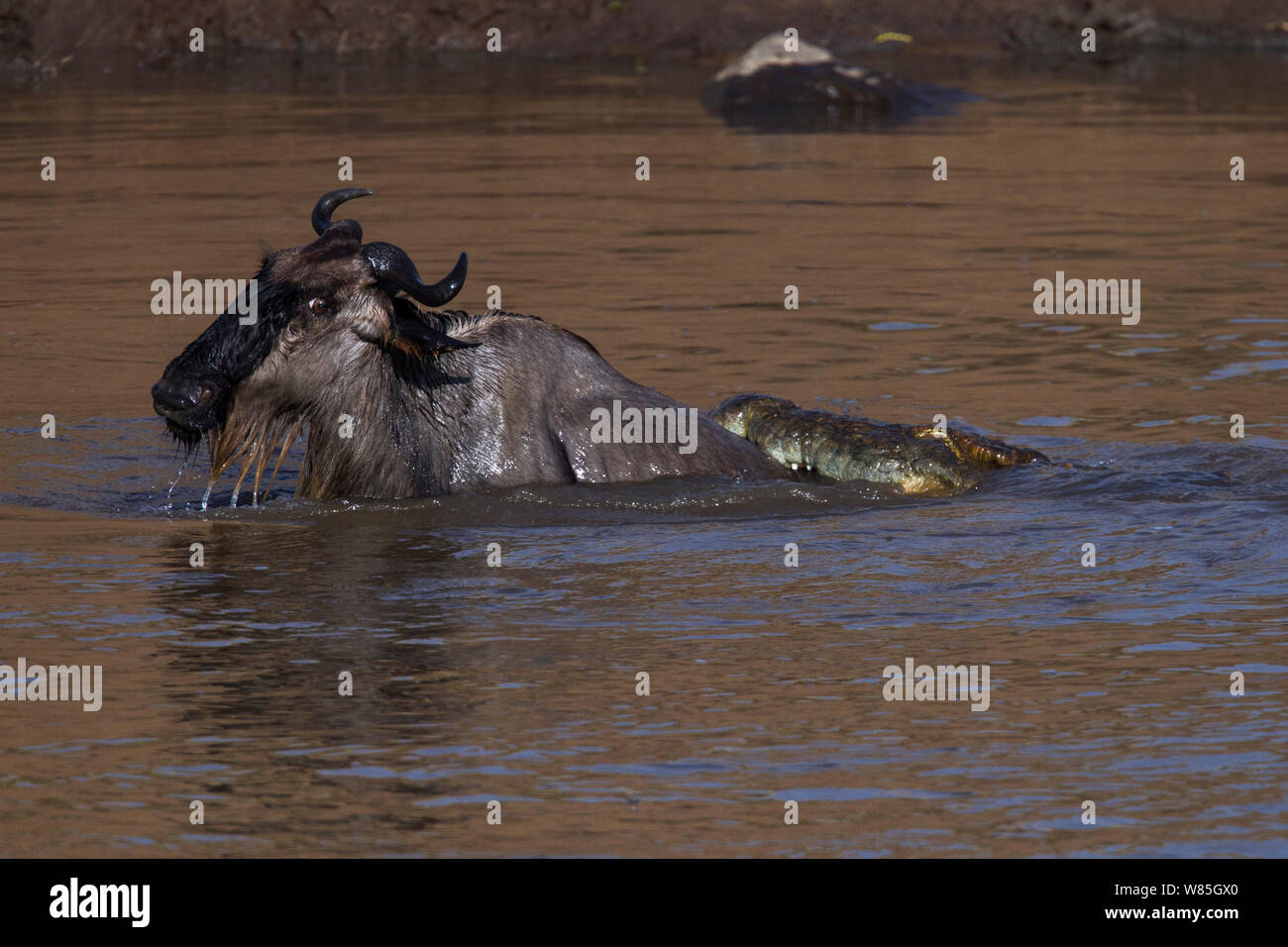 Nile crocodile (Crocodylus niloticus) attacking an Eastern White ...