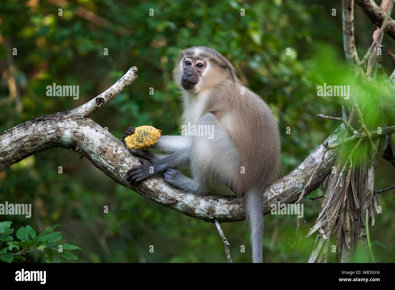 Tana mangabey (Cercocebus galeritus) feeding on a doum palm (Hyphaenae ...