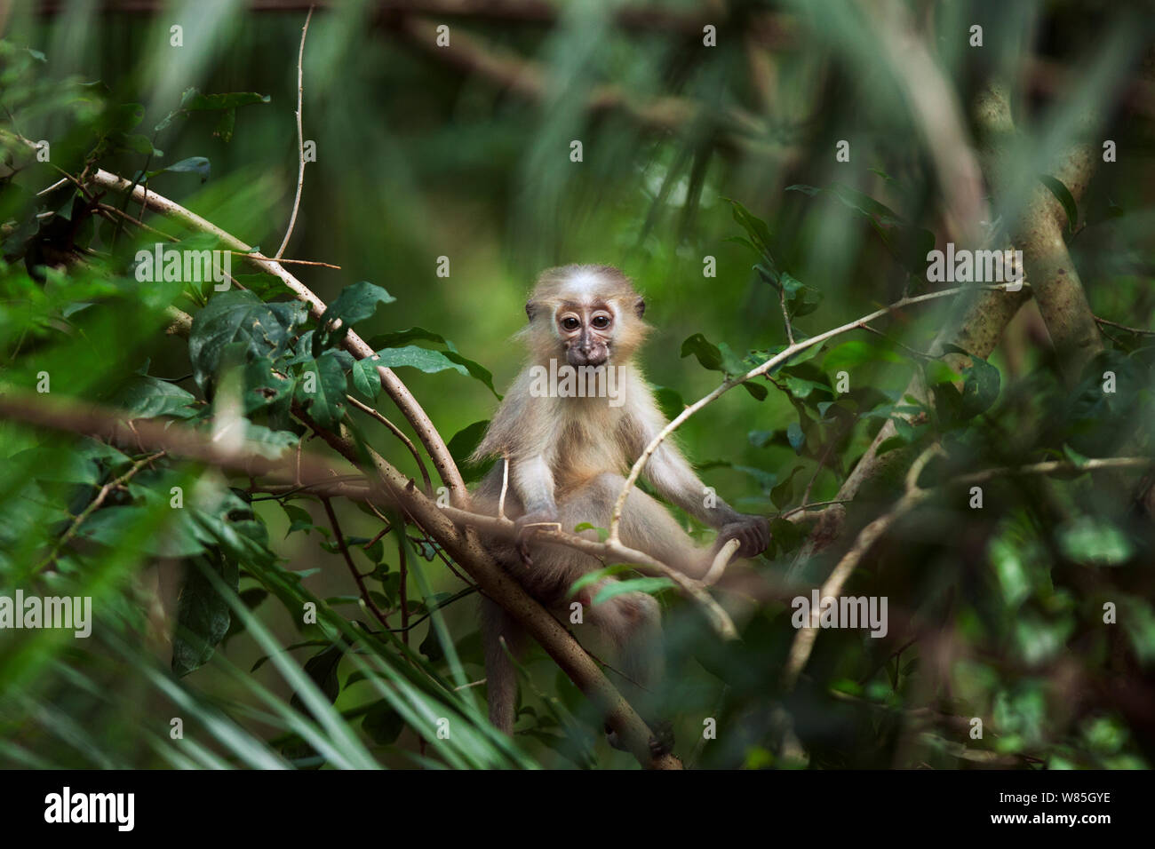 Tana mangabey (Cercocebus galeritus) 3-4 months baby playing alone in a ...