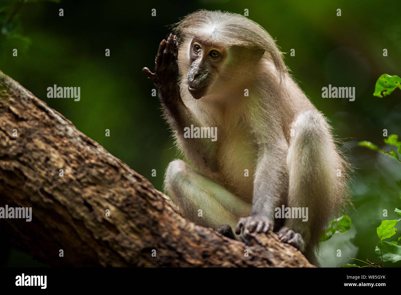 Mangabey Monkeys High Resolution Stock Photography and Images - Alamy