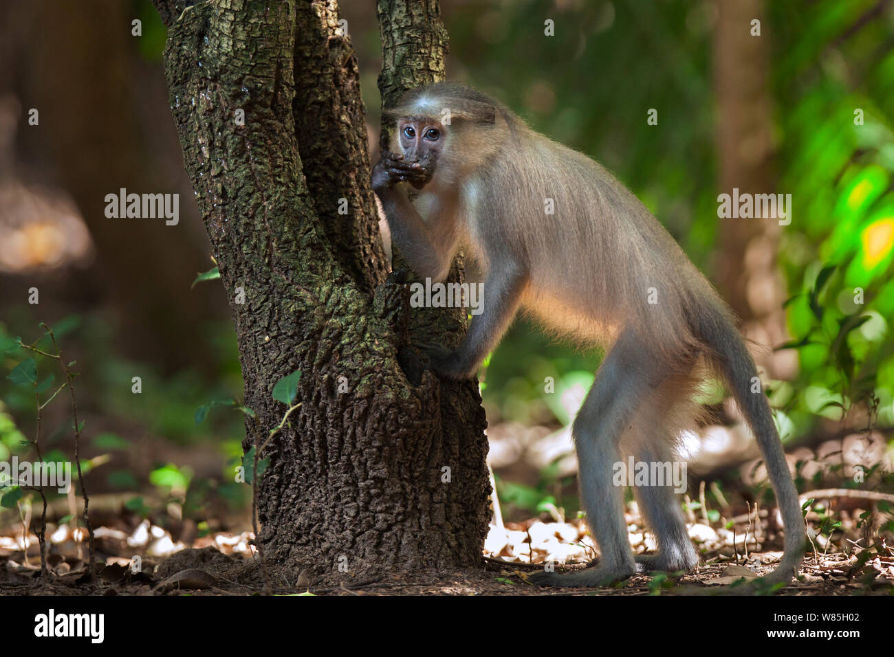 Tana mangabey (Cercocebus galeritus) drinking rainwater from a hollowed ...