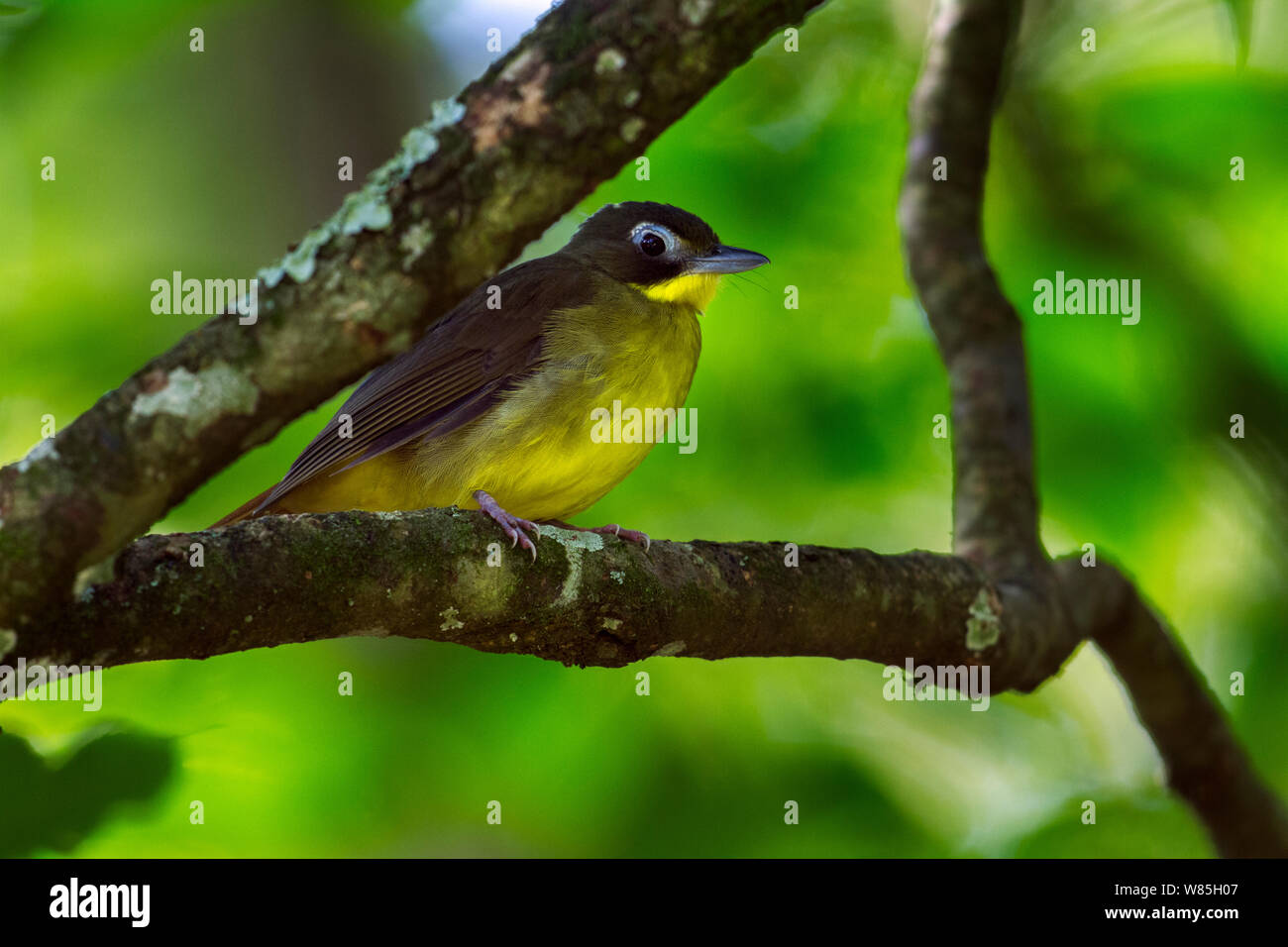 S bulbul hi-res stock photography and images - Alamy