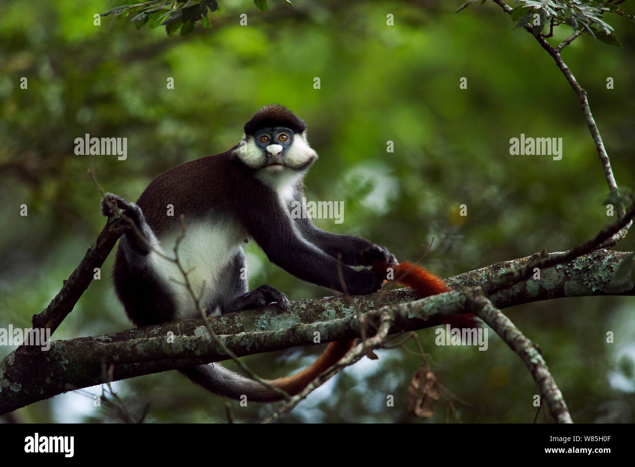 Red-tailed monkey (Cercopithecus ascanius) female grooming her tail ...