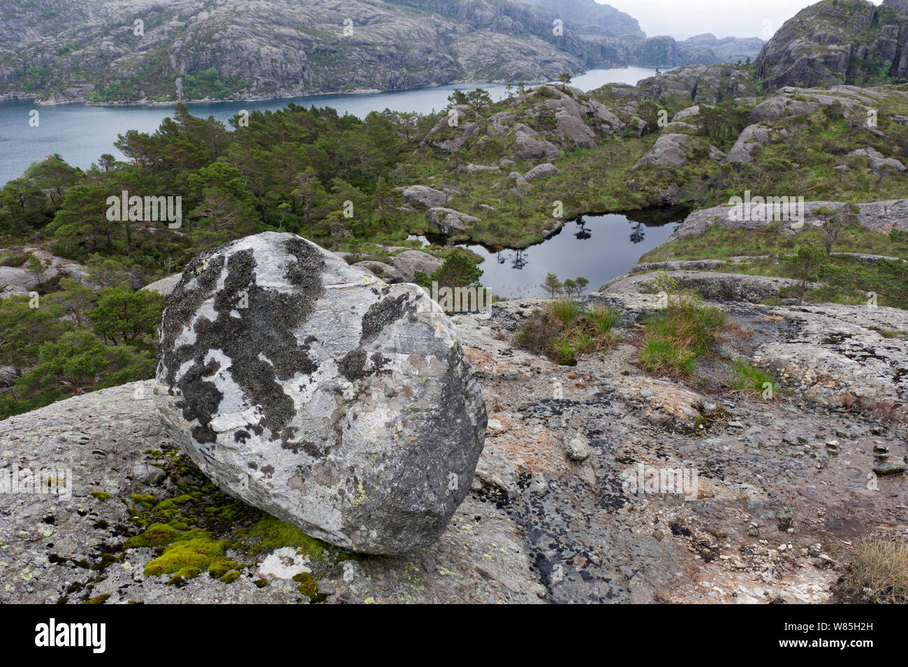 Boulder and Scots pine (Pinus sylvestris) forest, Sula Island, Solund ...