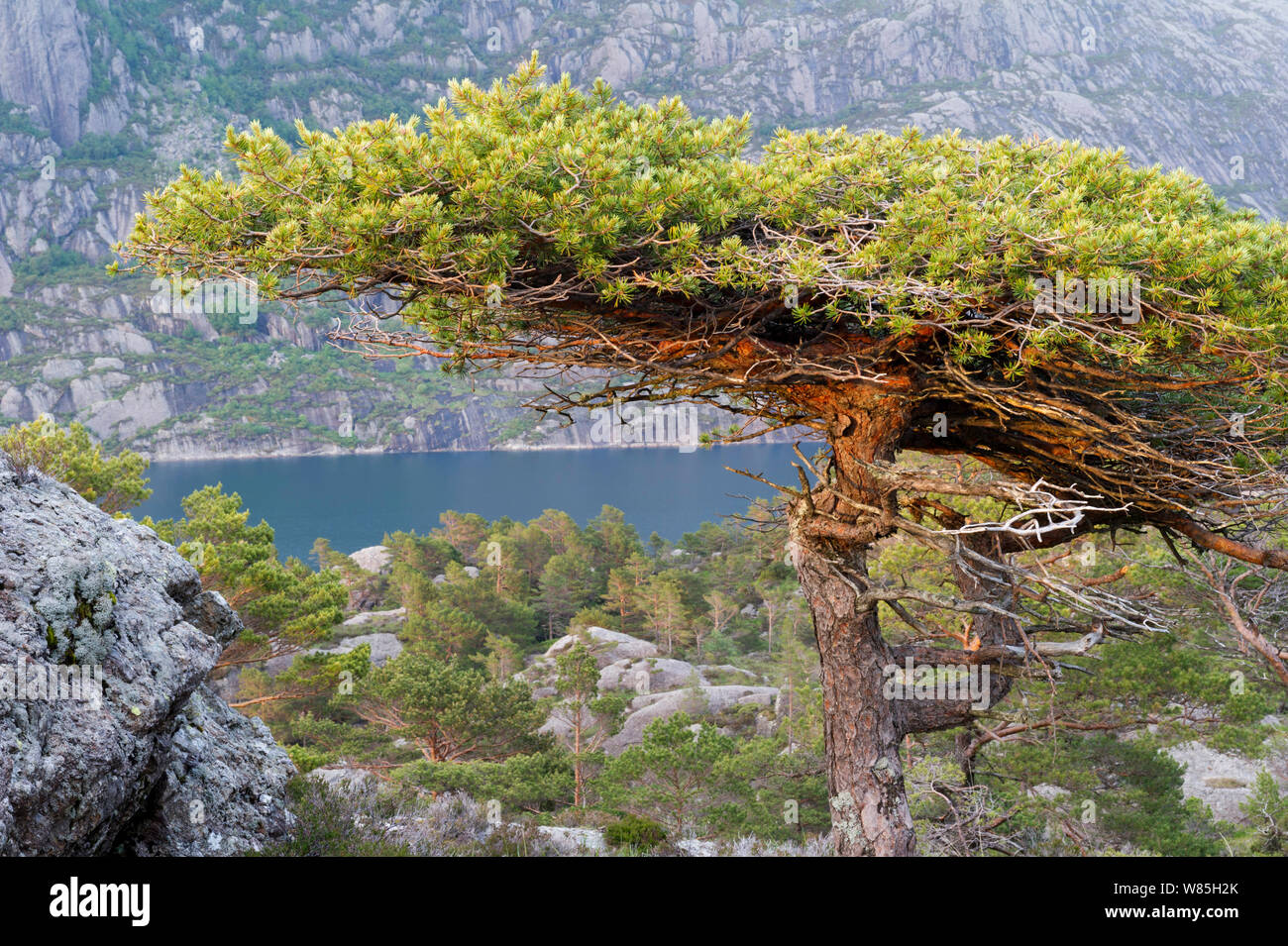 Scots pine granny hi-res stock photography and images - Alamy