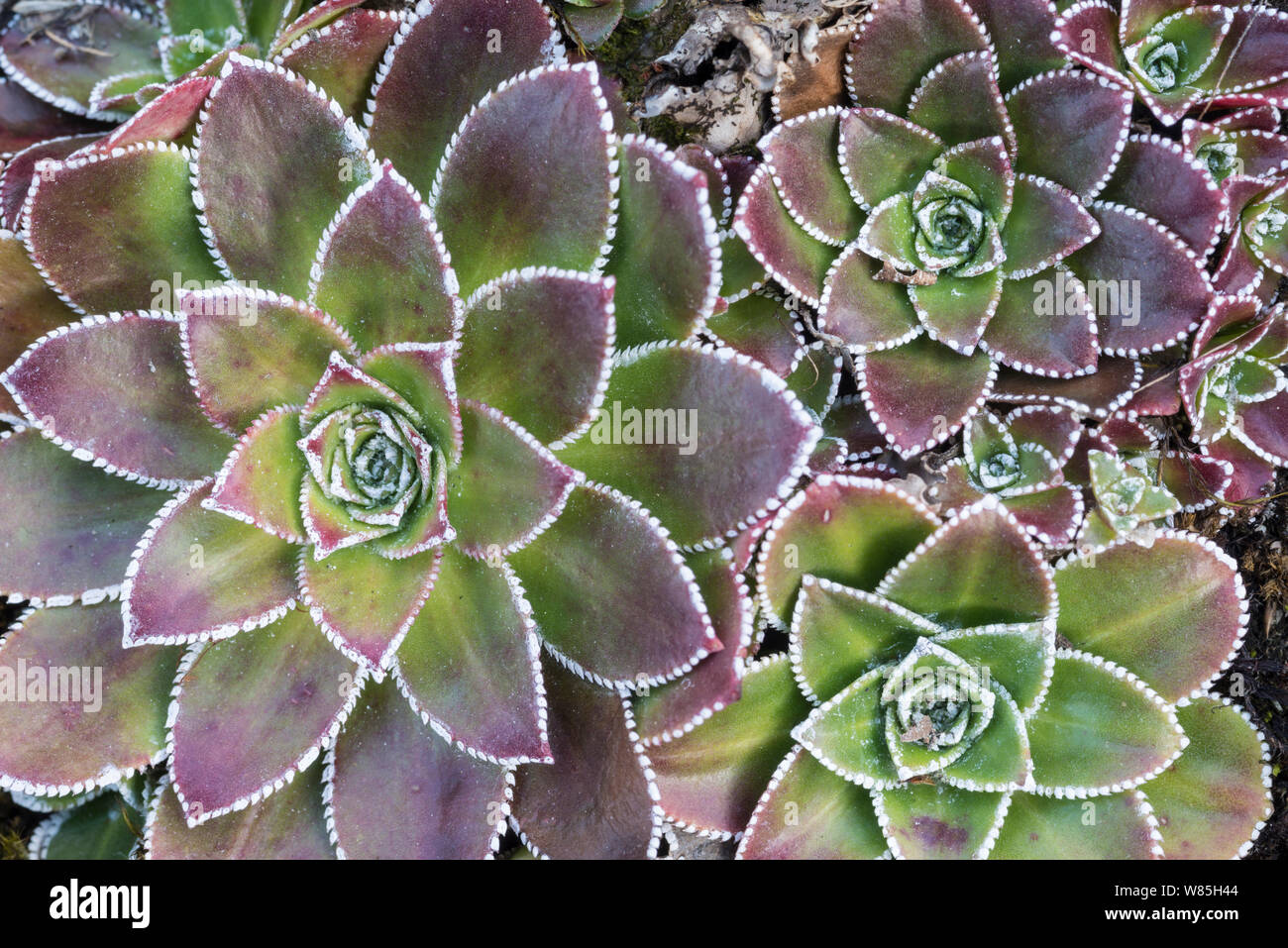 Seed leaf cotyledon hi-res stock photography and images - Alamy