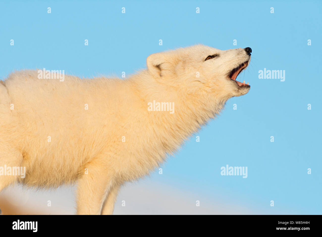 Arctic fox (Alopex lagopus) female barking. Dovrefjell-Sunndalsfjella ...