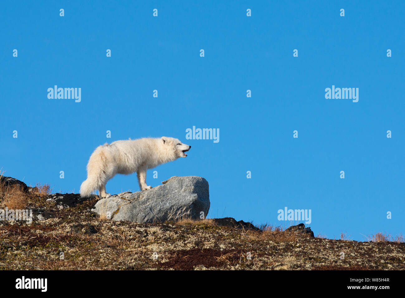 Arctic fox (Alopex lagopus) female barking. Dovrefjell-Sunndalsfjella ...