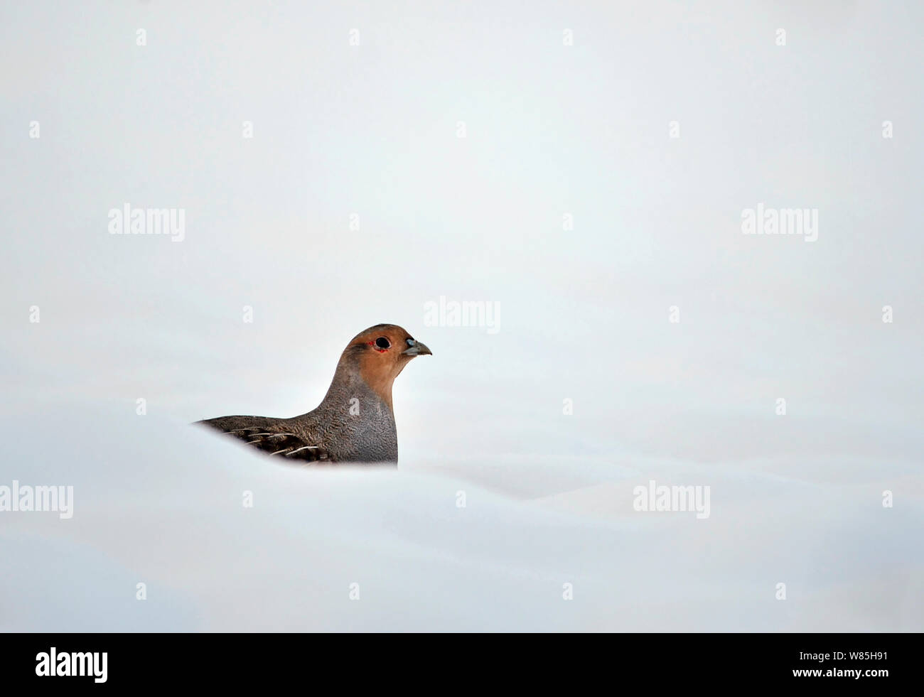 Grey partridge (Perdix perdix) in snow, Norfolk, UK, January Stock ...