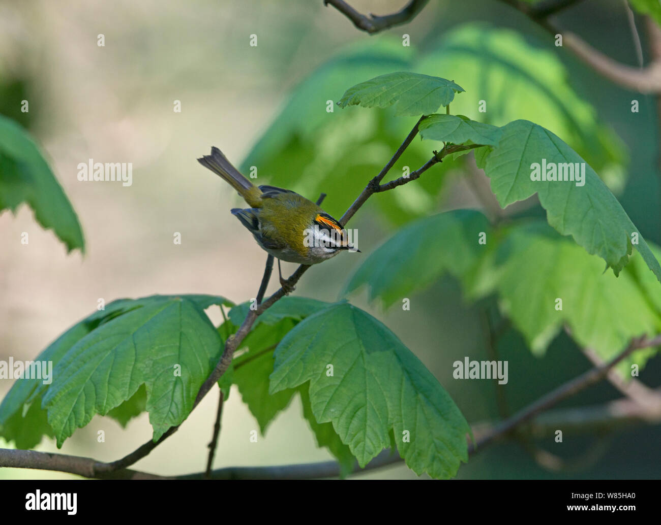 Firecrest (Regulus ignicapilla) male, Sheringham, Norfolk, UK, April ...