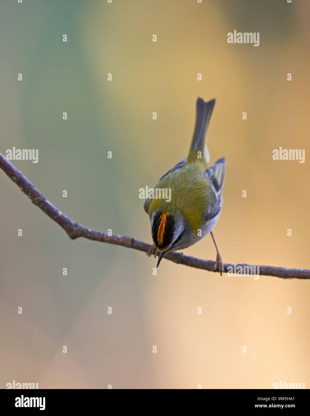 Firecrest (Regulus ignicapilla) male perched, Sheringham, Norfolk, UK ...