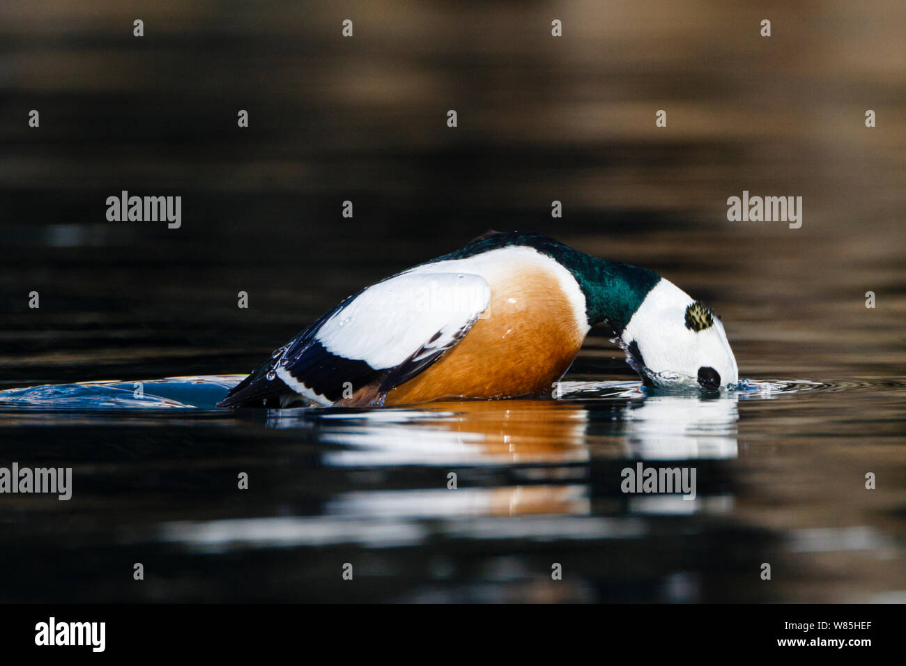 Male Steller's Eider (Polysticta stelleri) diving. Batsfjord, Norway ...