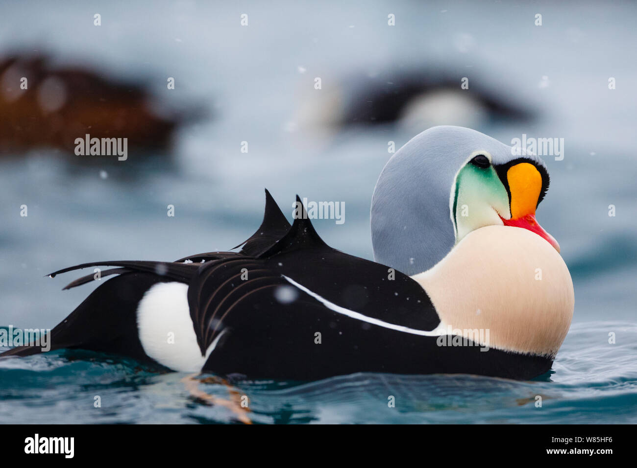 King Eider male (Somateria spectabilis) displaying during light snow ...