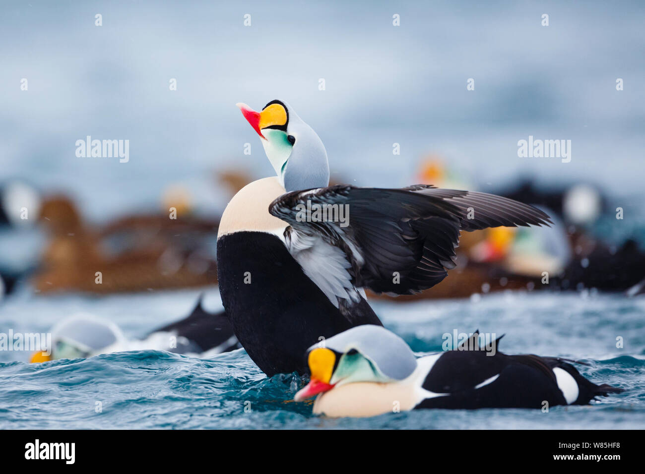 Adult male King Eider (Somateria spectabilis) stretching wings ...