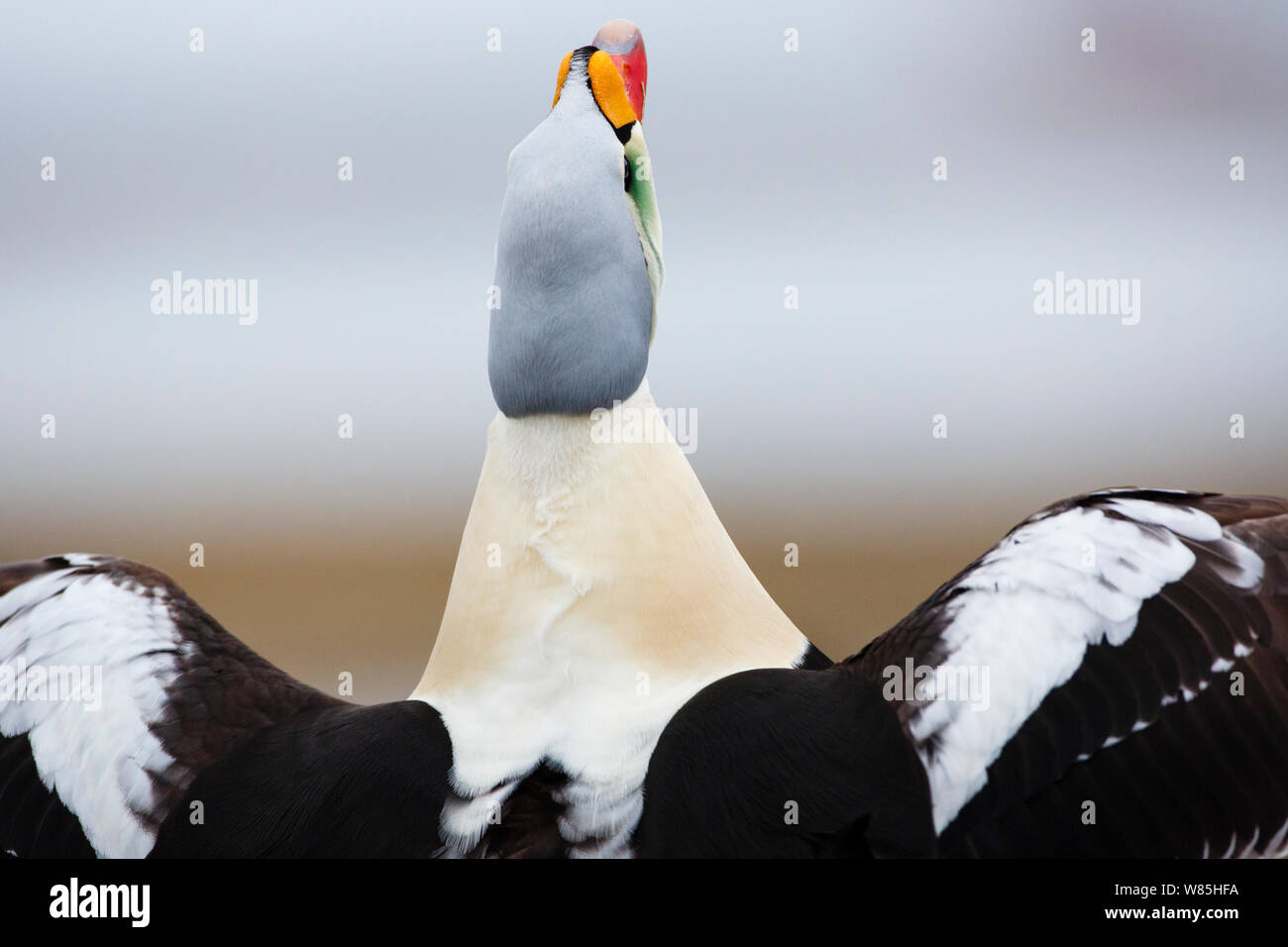 Male King Eider (Somateria spectabilis) stretching wings on land ...