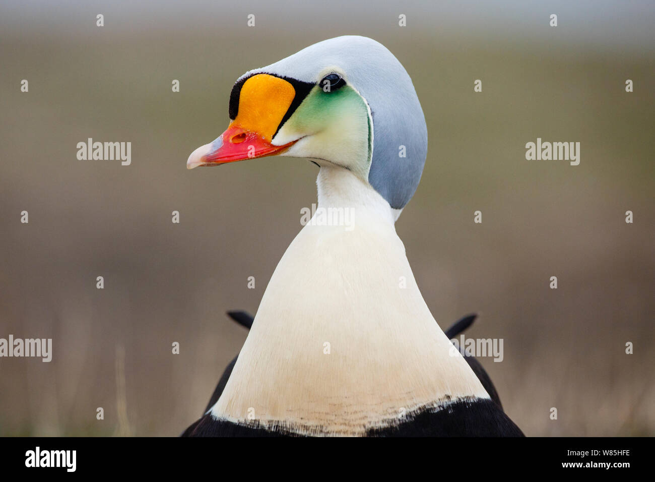 Male King Eider (Somateria spectabilis) on land, showing the ...