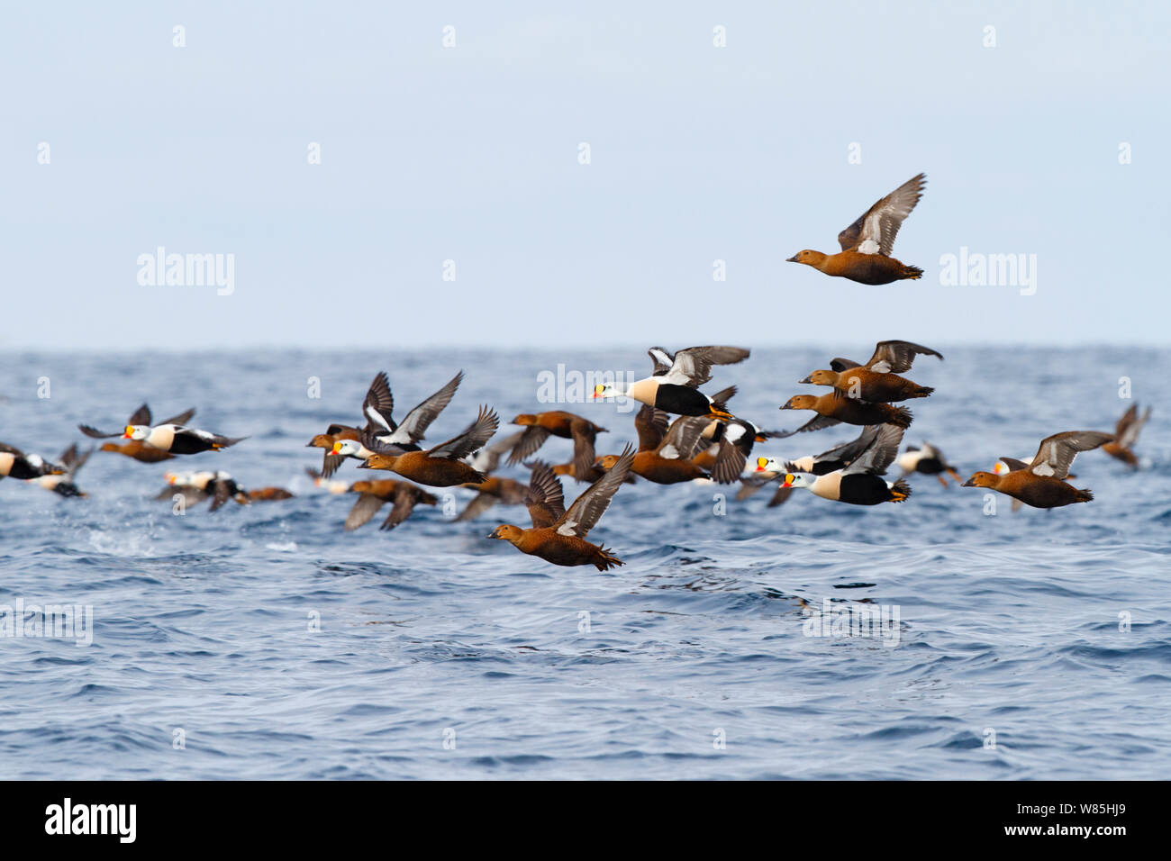 King eider flight hi-res stock photography and images - Alamy