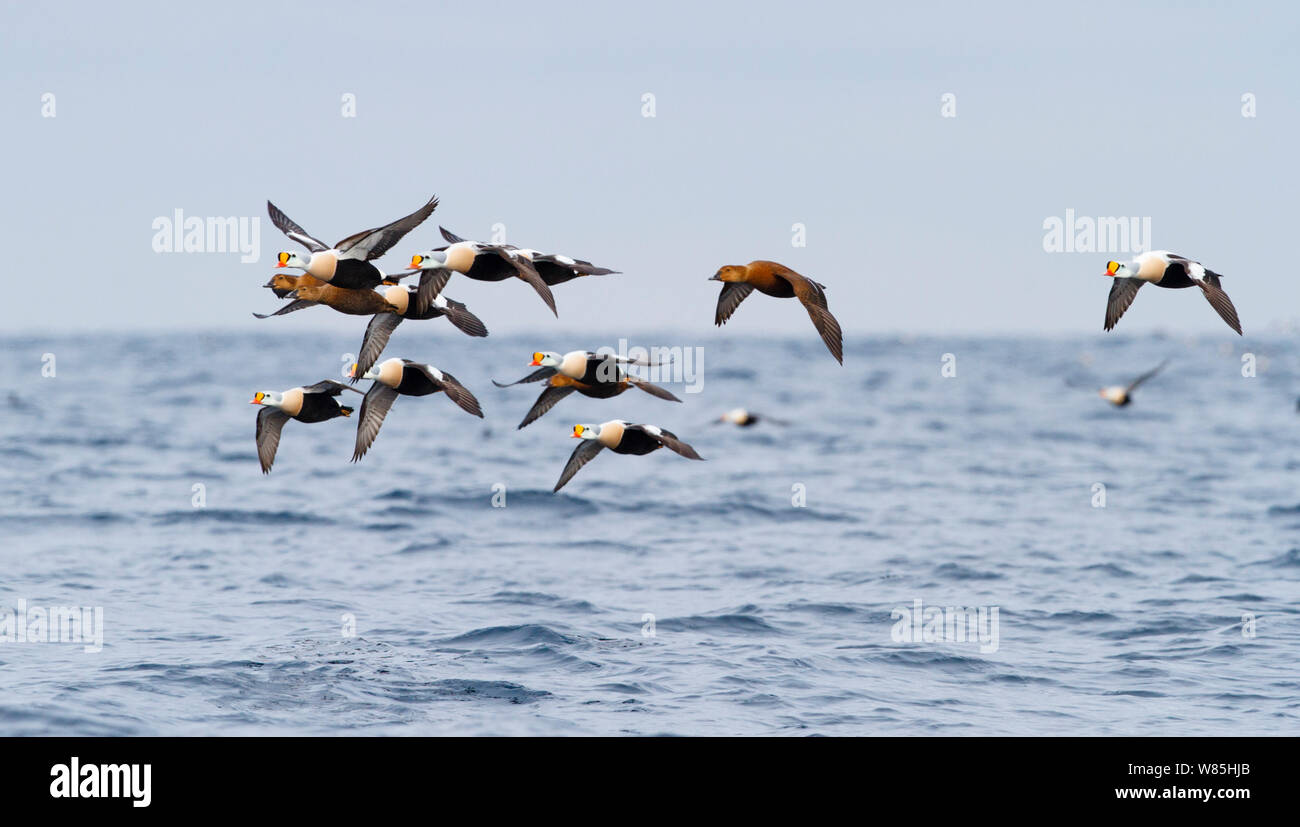 Flock of King Eiders (Somateria spectabilis) in flight. Vardo, Norway ...