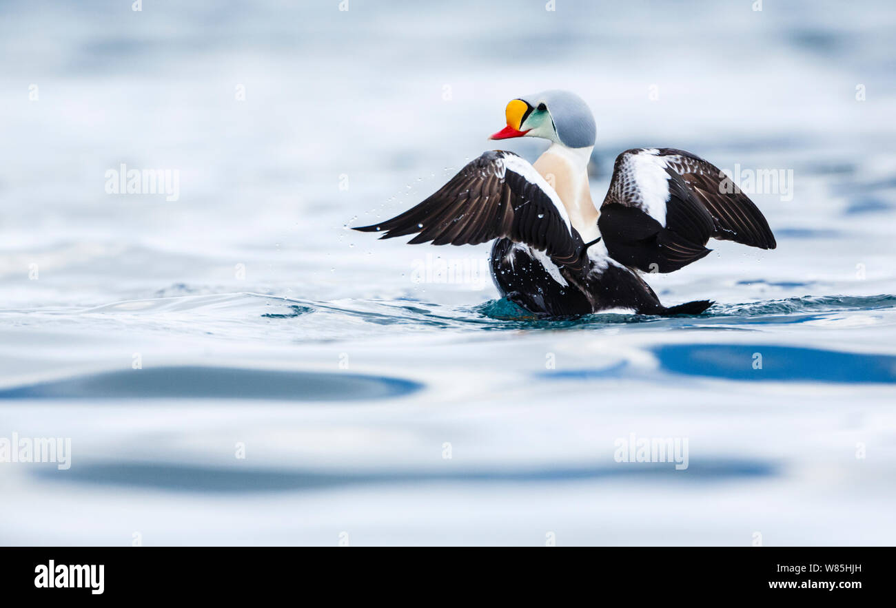 Adult male King Eider (Somateria spectabilis) stretching wings ...