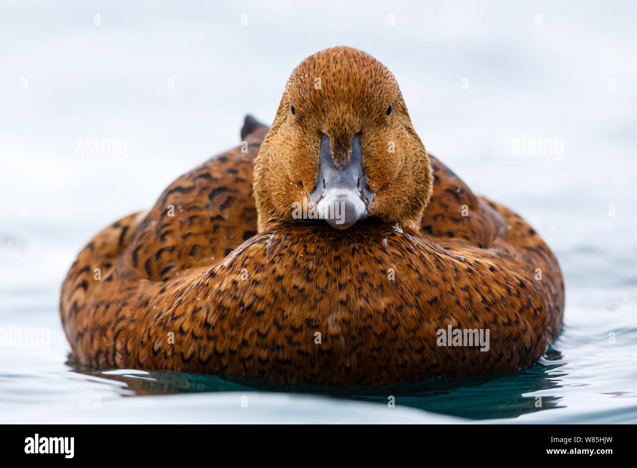 King eider female hi-res stock photography and images - Alamy