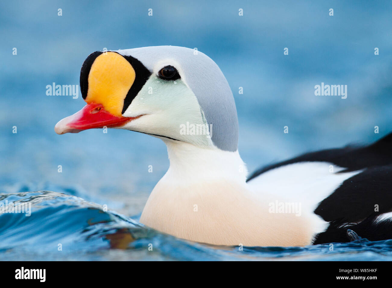 Eider close hi-res stock photography and images - Alamy