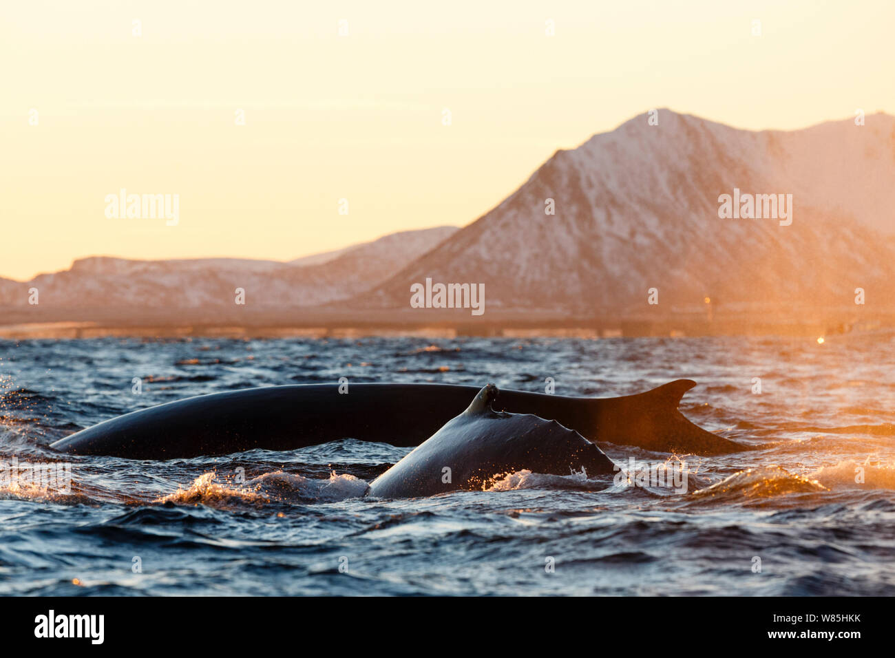 Fin whale finback whale razorback hi-res stock photography and images ...