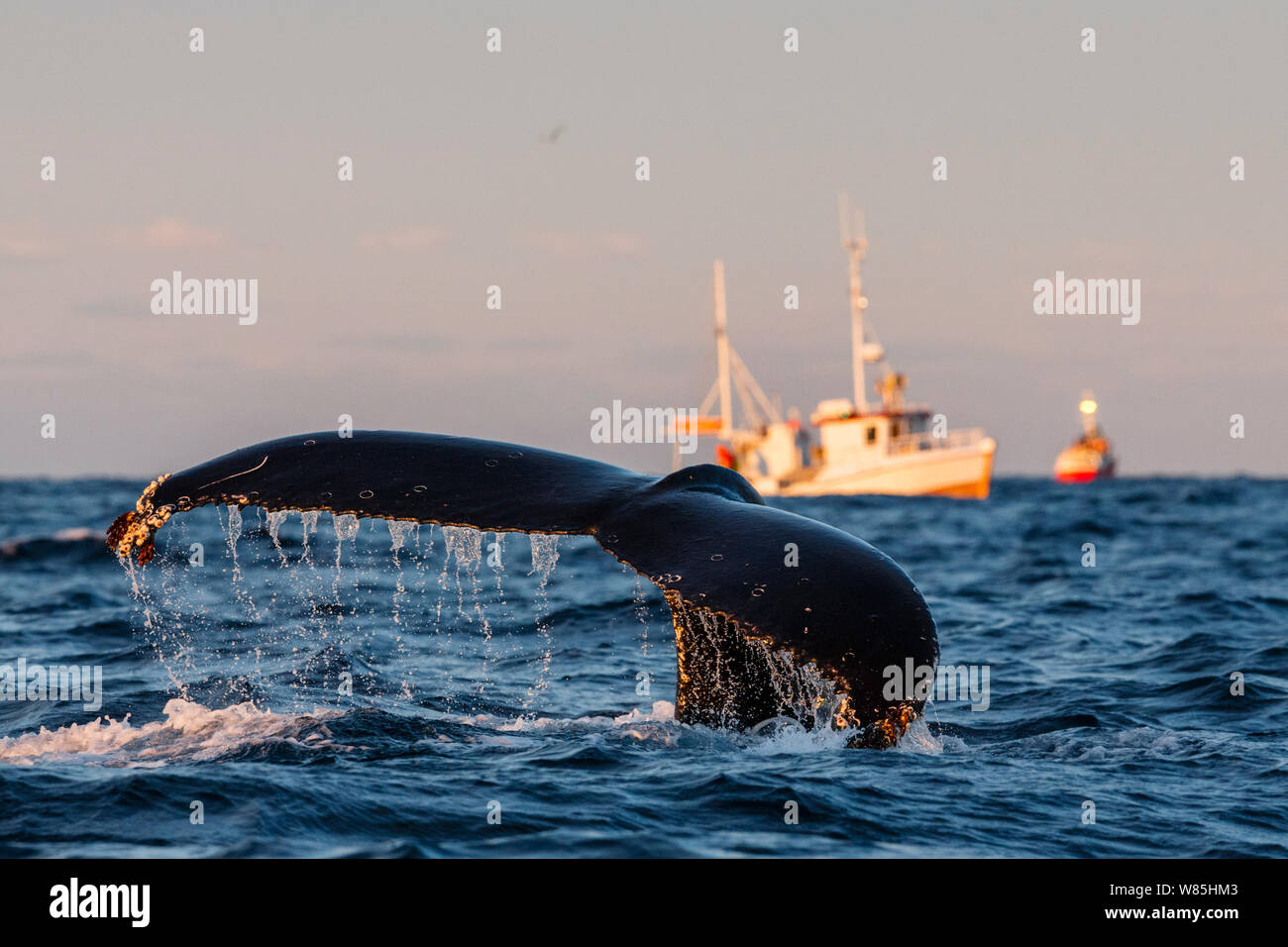 Whale boats hi-res stock photography and images - Alamy