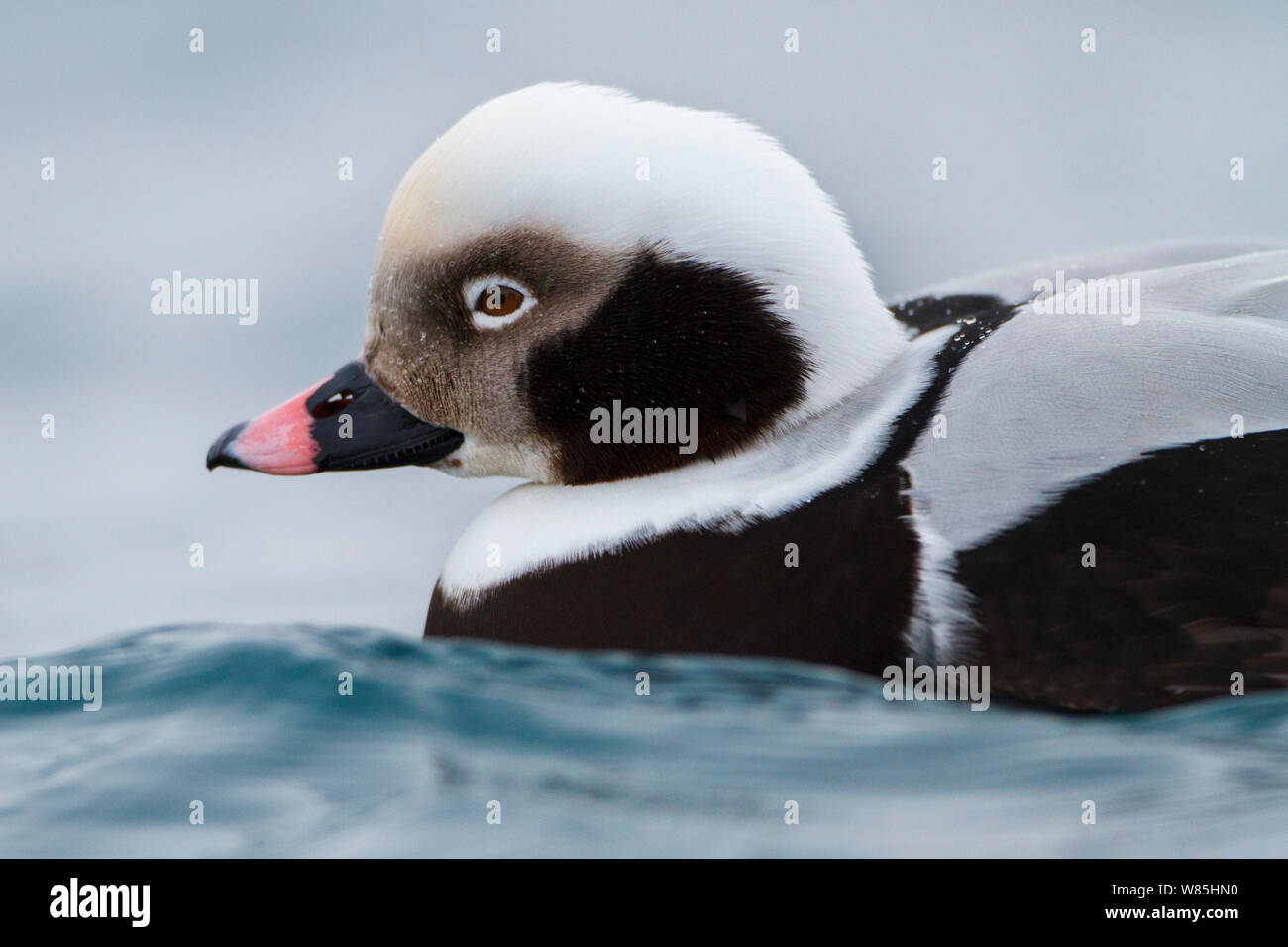 Norwegian duck hi-res stock photography and images - Alamy