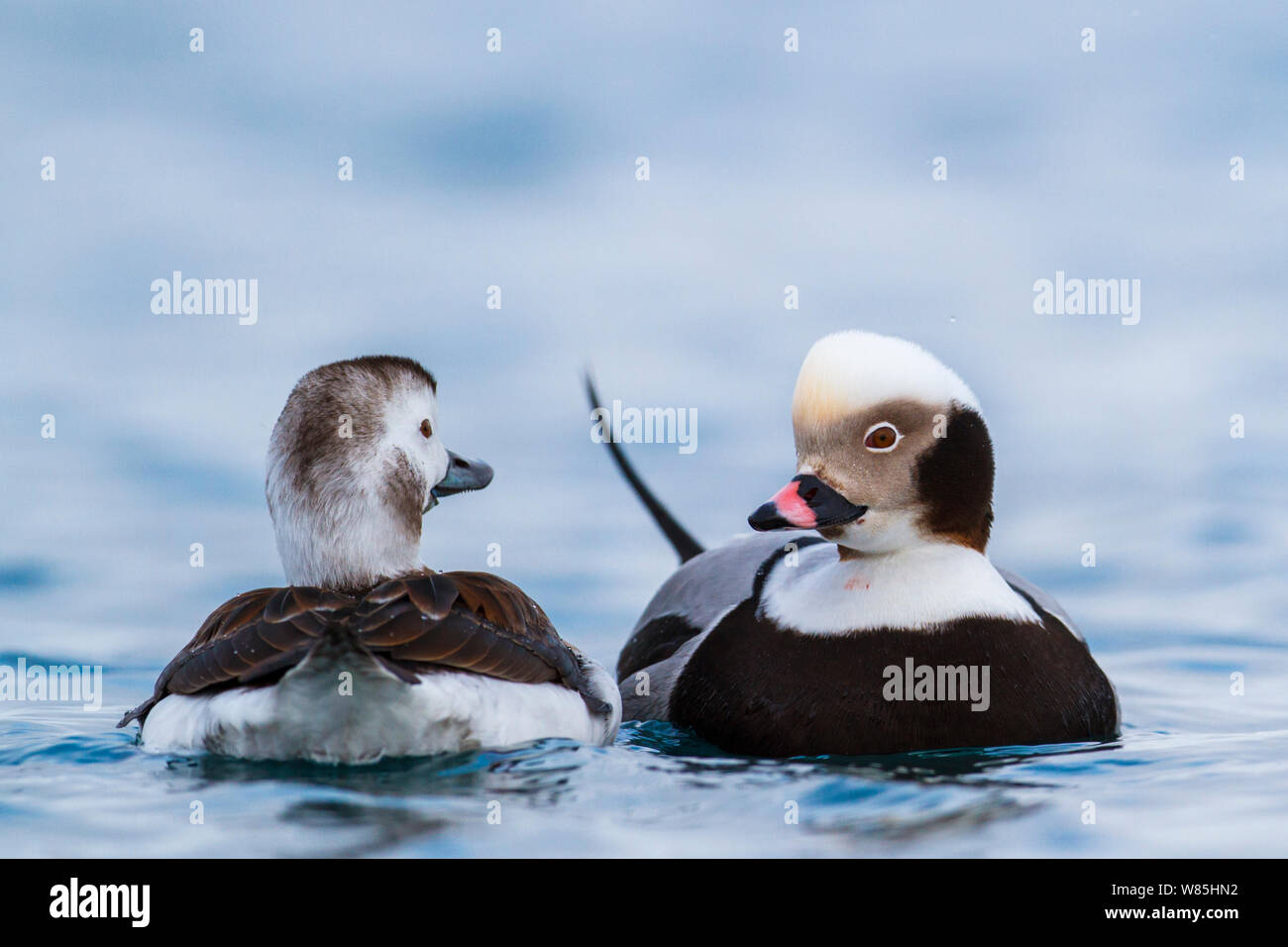 Pair of Long-tailed Ducks (Clangula hyemalis) on the sea, Batsfjord ...