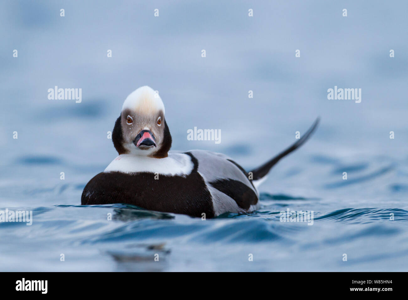 Norwegian Duck High Resolution Stock Photography and Images - Alamy