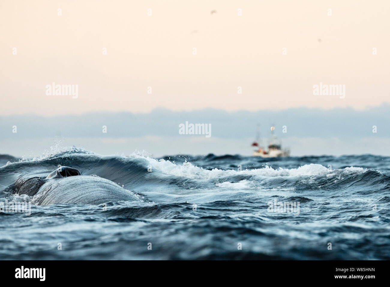 Common rorqual species hi-res stock photography and images - Alamy