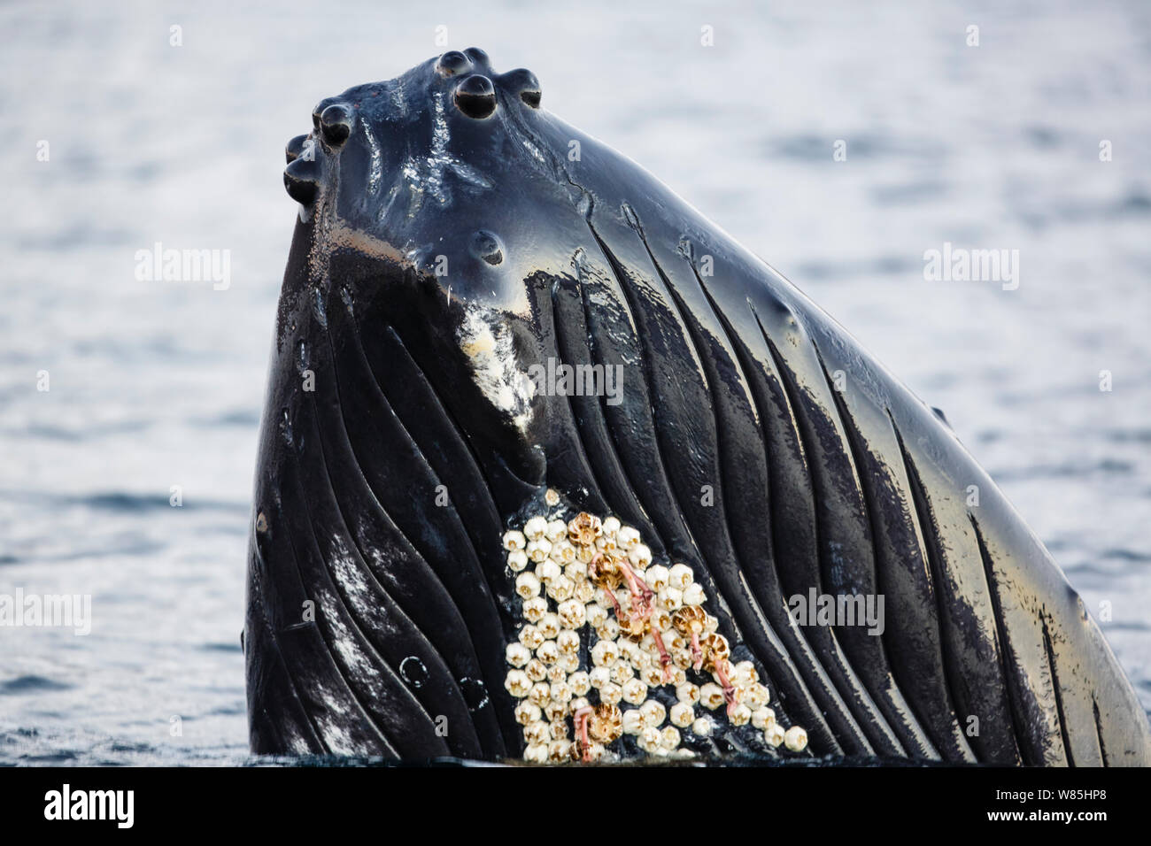 Close-up of a spyhopping Humpback whale (Megaptera novaeangliae) showing the knobs (tubercles ...